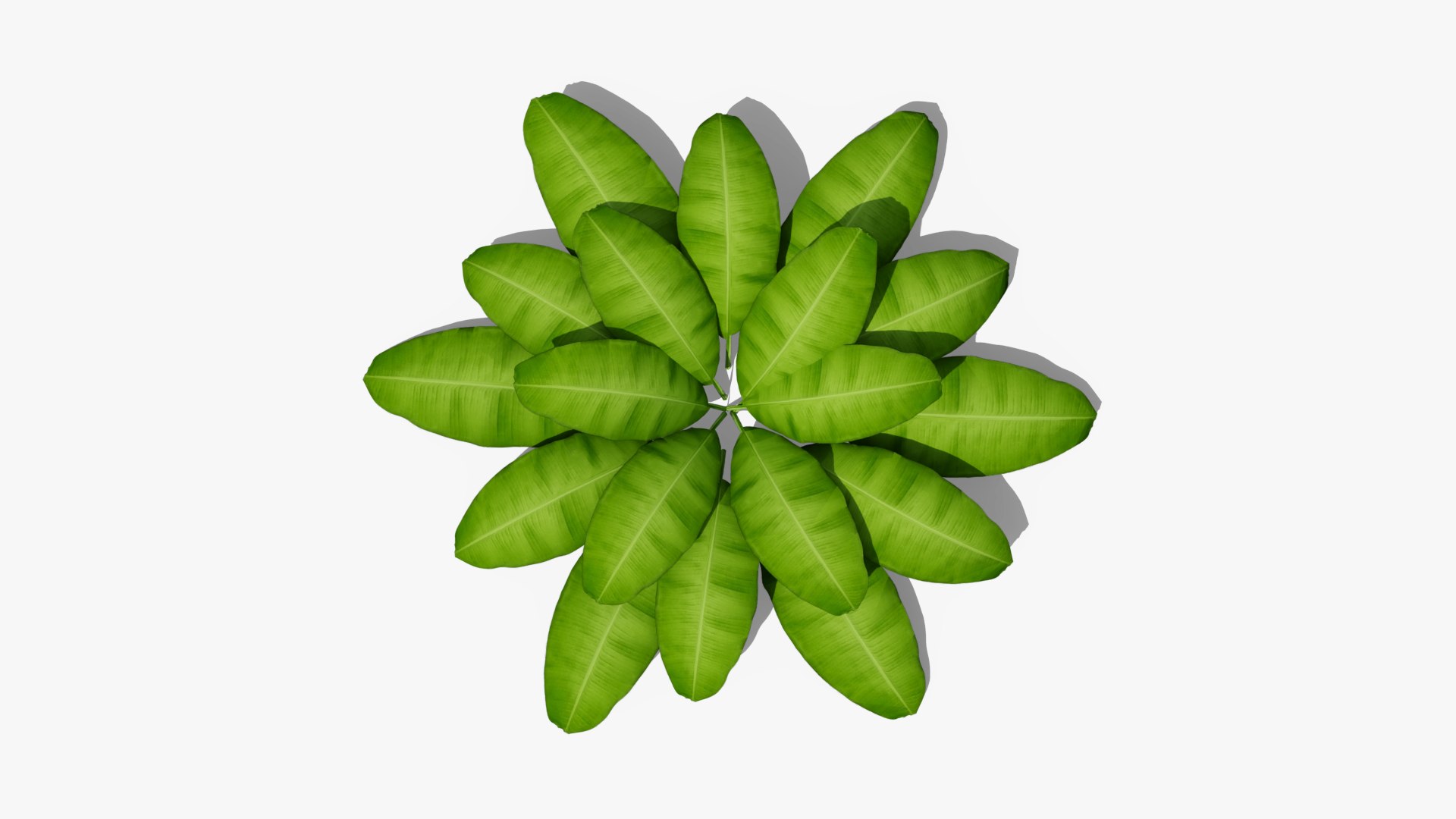 3D Model Stylized Cartoon Fern V2 - TurboSquid 2091036