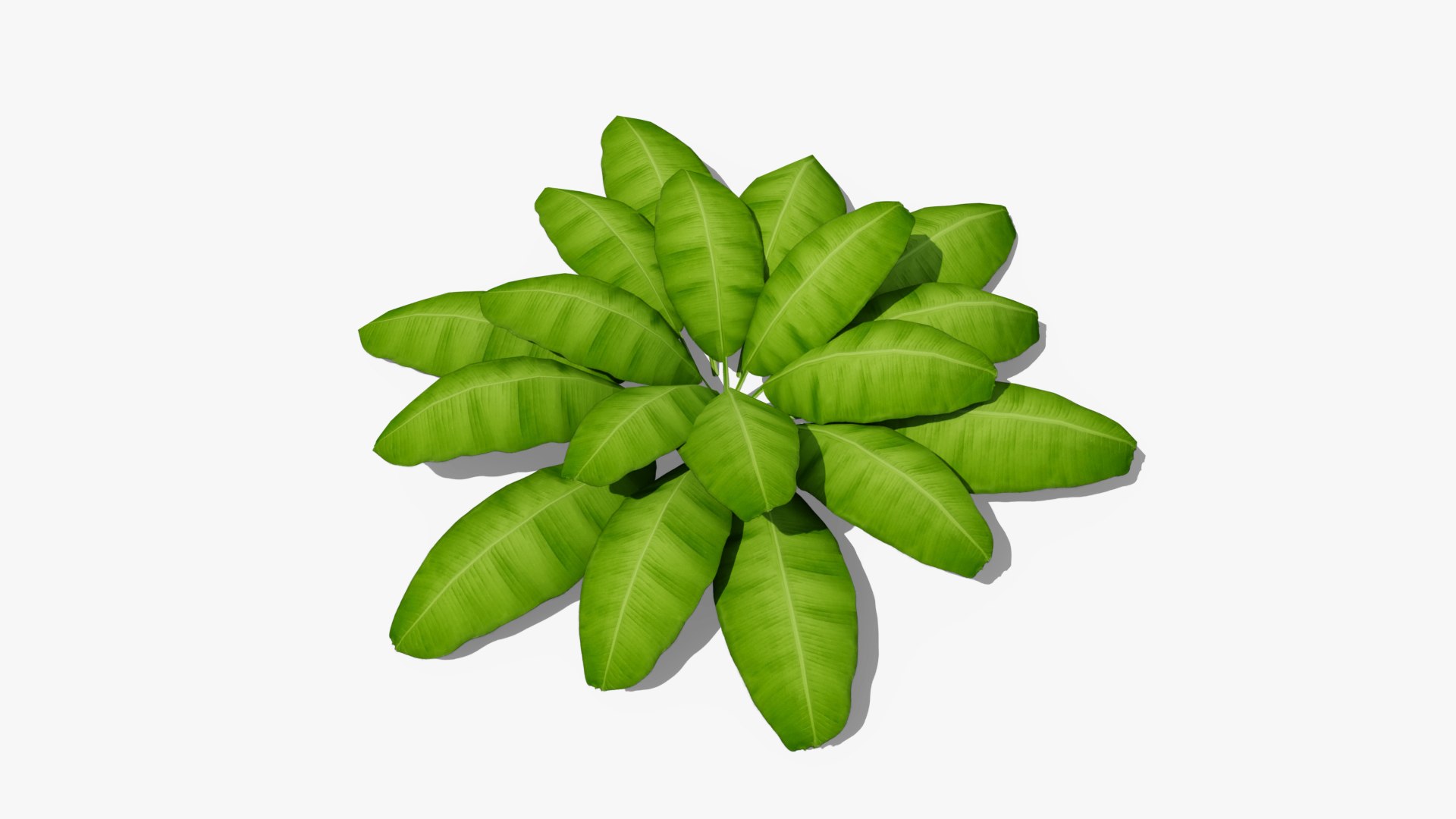 3D Model Stylized Cartoon Fern V2 - TurboSquid 2091036