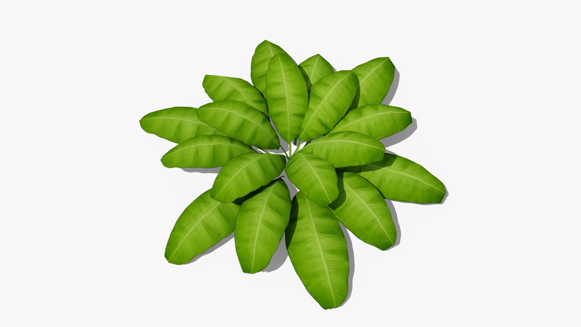 3D Model Stylized Cartoon Fern V2 - TurboSquid 2091036