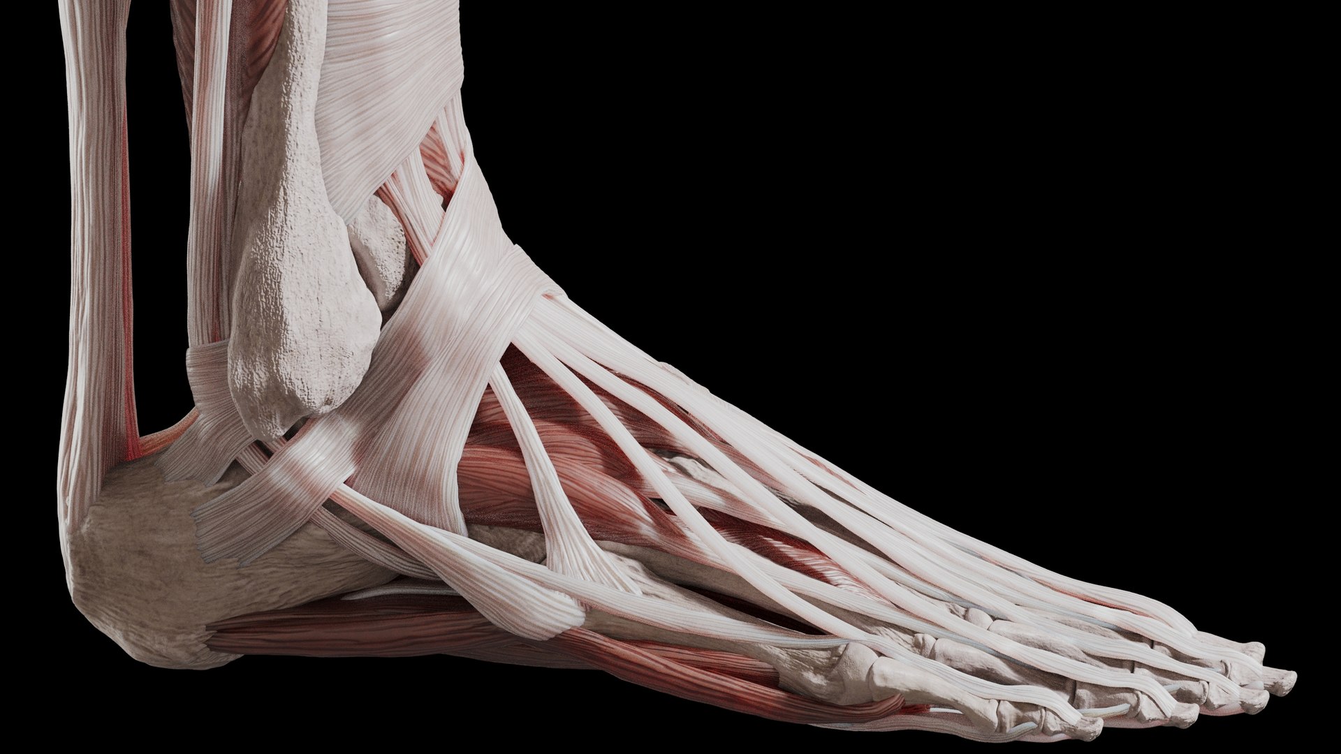 Human Leg Anatomy Muscle Bone system 3D - TurboSquid 2071825