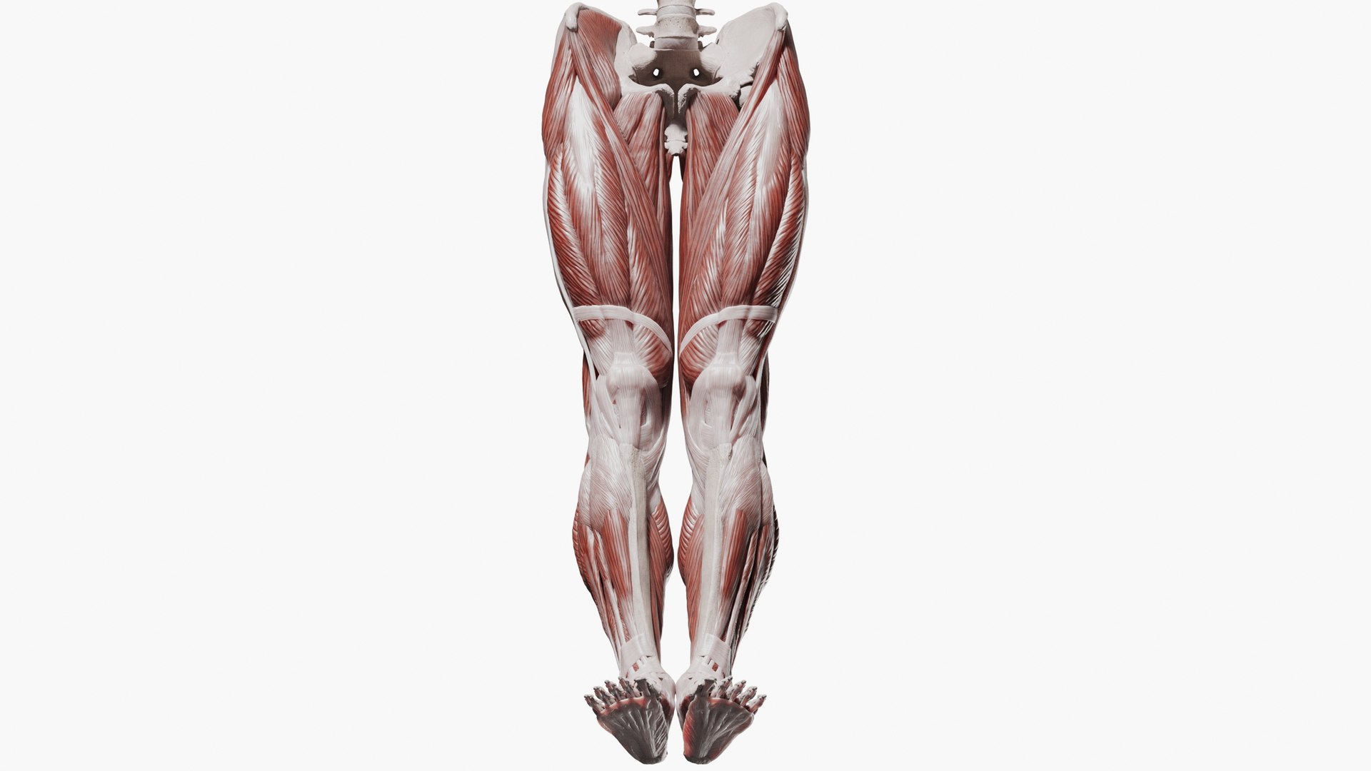 Human Leg Anatomy Muscle Bone system 3D - TurboSquid 2071825