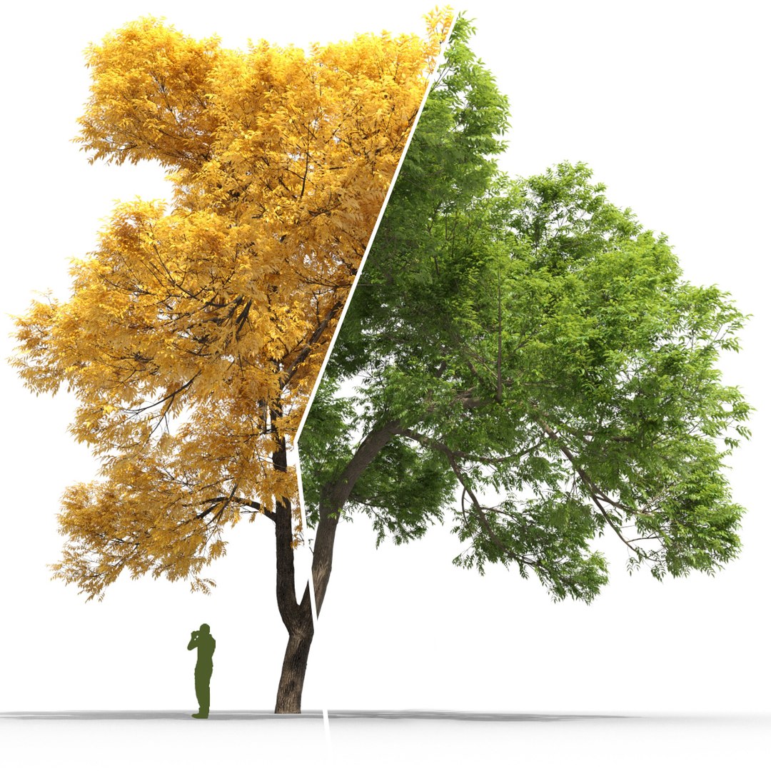 Deciduous Tree Ash-tree 3D Model - TurboSquid 1507755