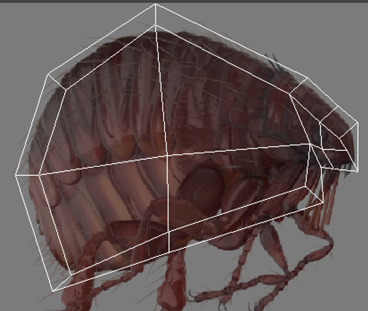 3D Jumping Flea model - TurboSquid 1843714