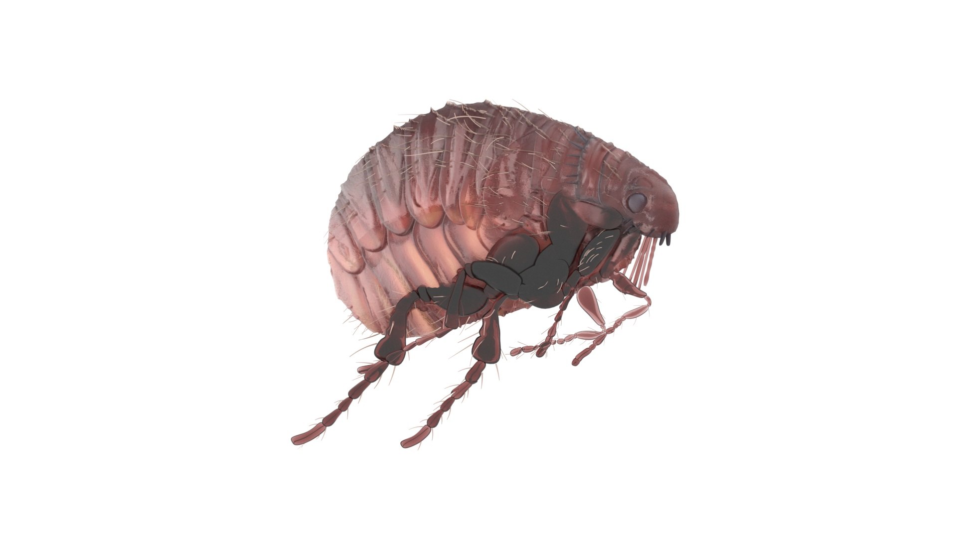 3D Jumping Flea model - TurboSquid 1843714