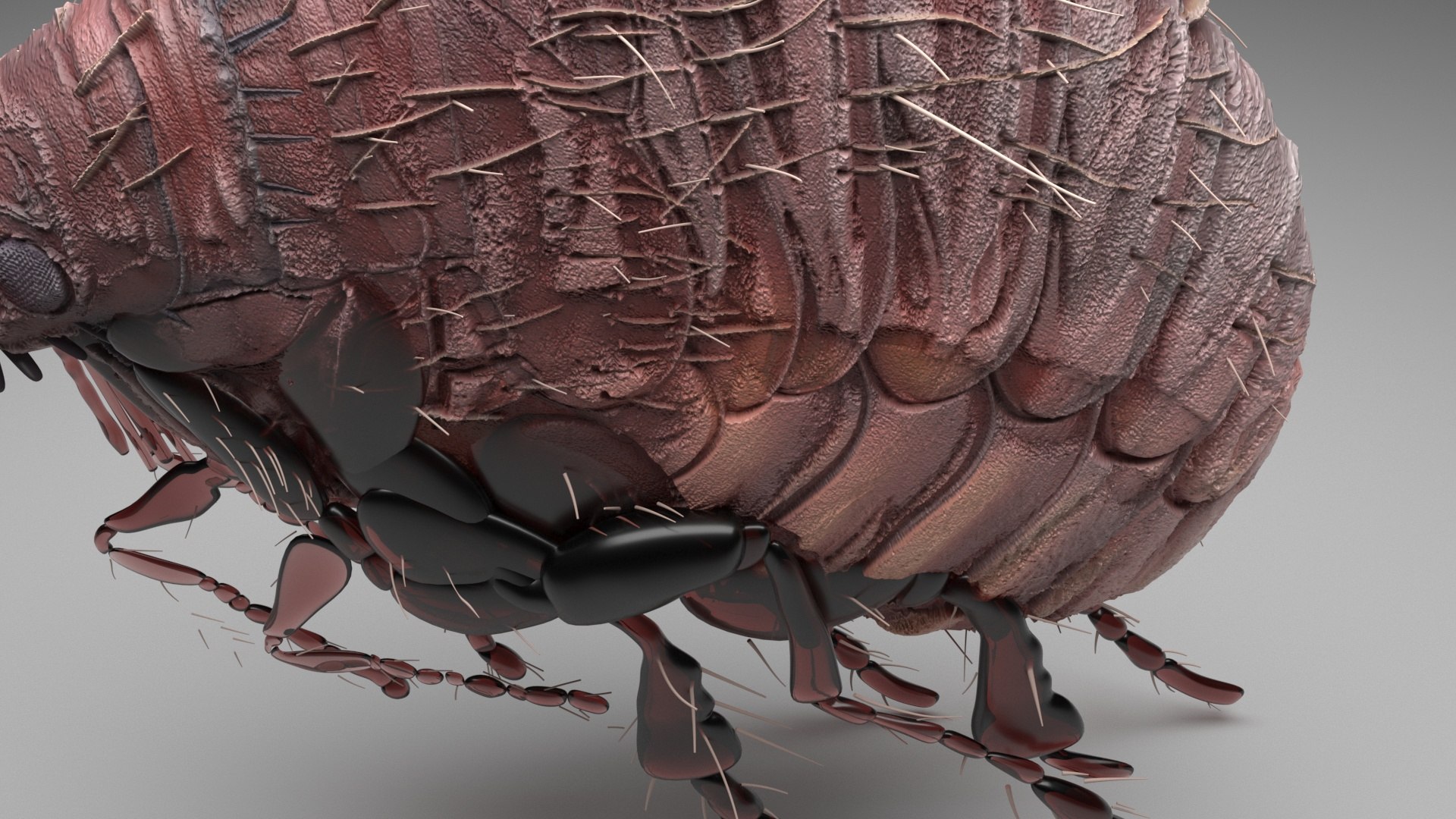 3D Jumping Flea Model - TurboSquid 1843714