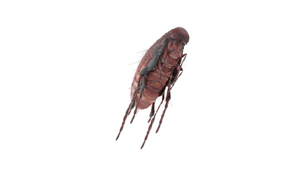 3D Jumping Flea model - TurboSquid 1843714