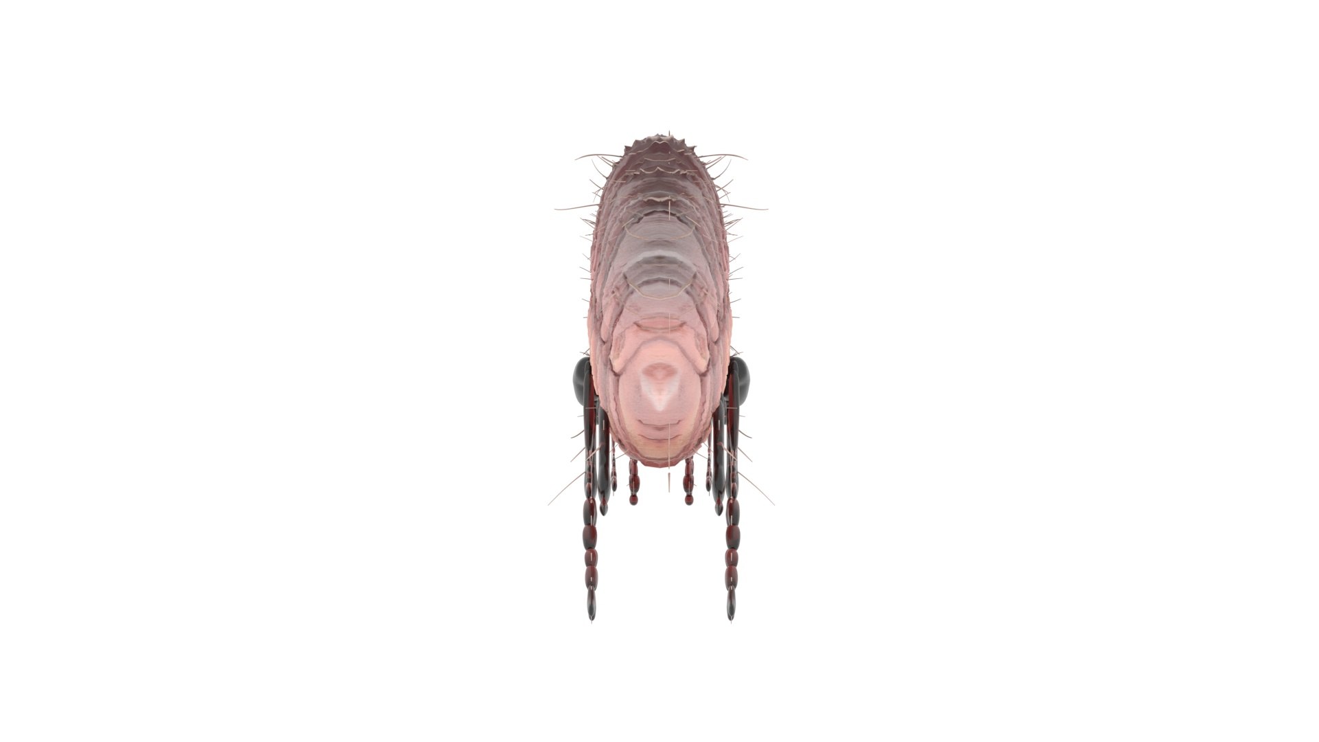 3D Jumping Flea model - TurboSquid 1843714