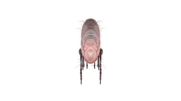 3D Jumping Flea model - TurboSquid 1843714