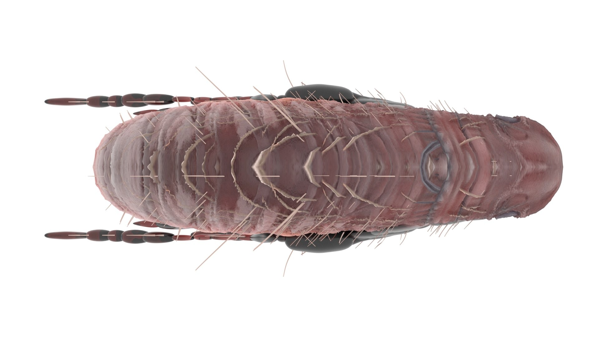 3D Jumping Flea model - TurboSquid 1843714