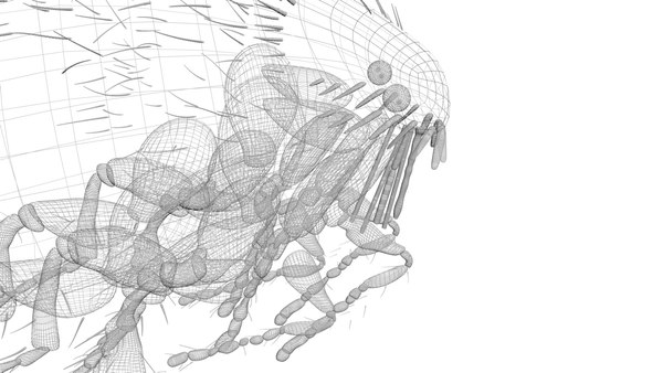 3D Jumping Flea model - TurboSquid 1843714