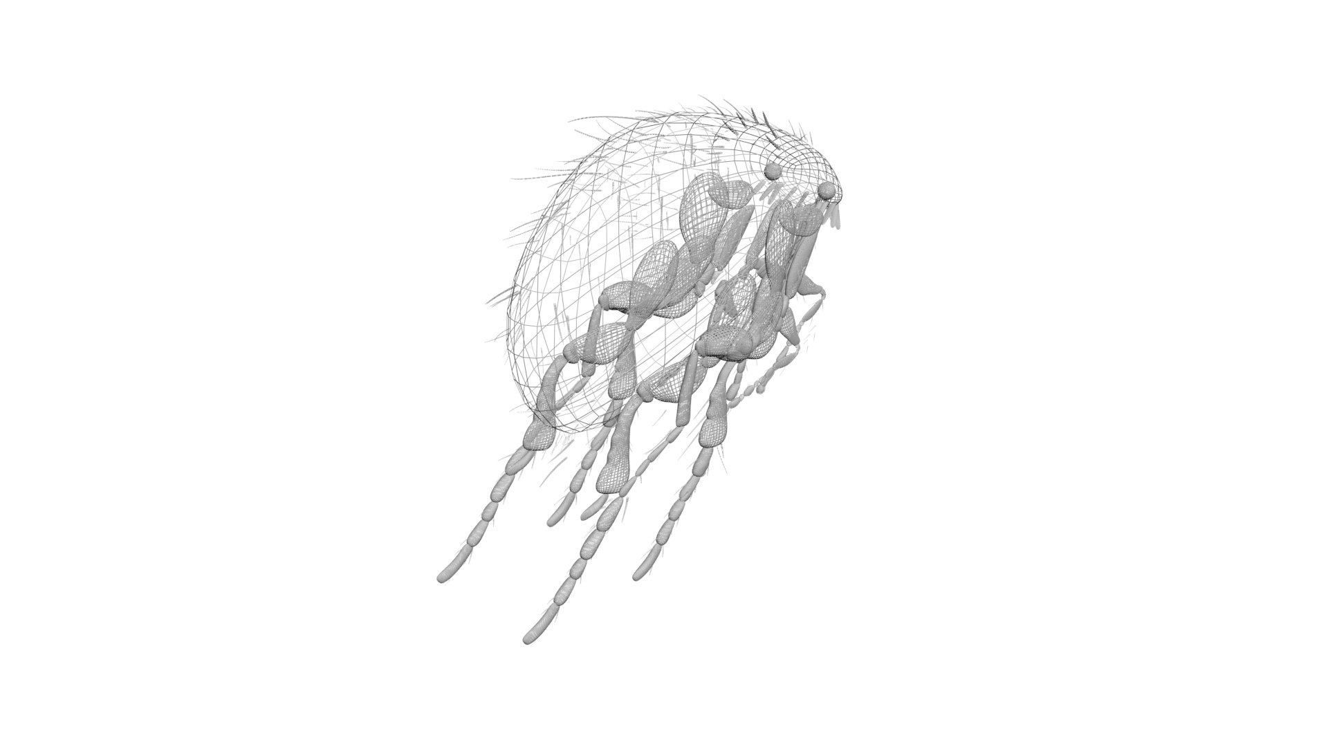 3D Jumping Flea model - TurboSquid 1843714