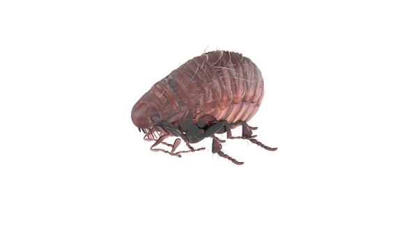 3D Jumping Flea model - TurboSquid 1843714