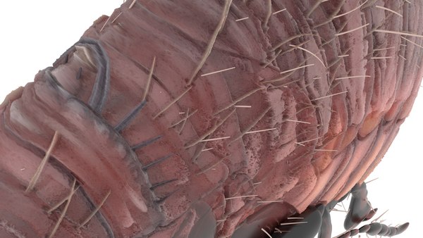 3D Jumping Flea model - TurboSquid 1843714