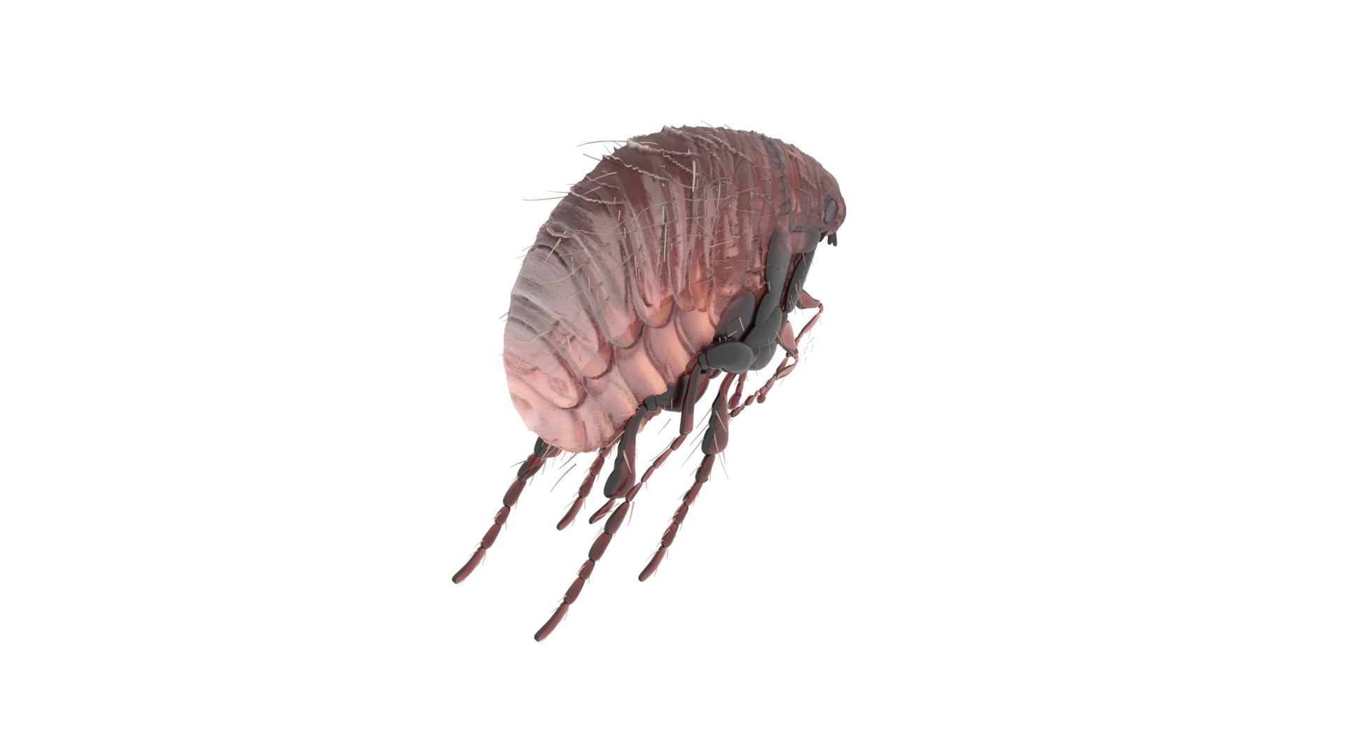 3D Jumping Flea Model - TurboSquid 1843714