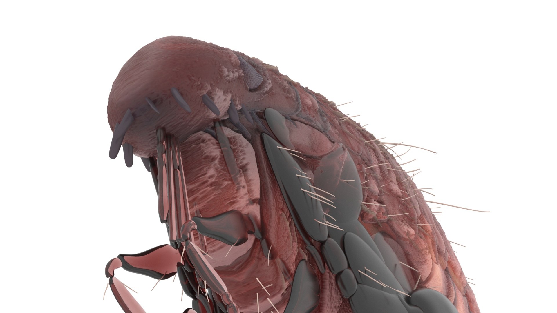 3D Jumping Flea model - TurboSquid 1843714