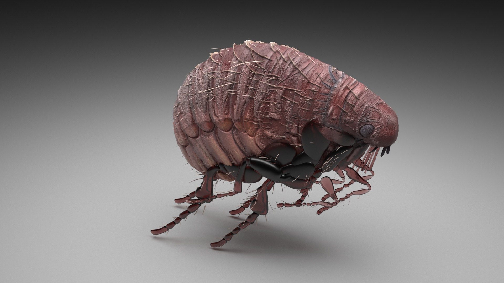 3D Jumping Flea Model - TurboSquid 1843714