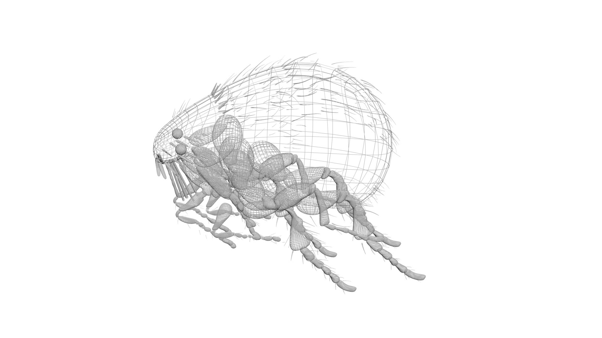 3D Jumping Flea model - TurboSquid 1843714
