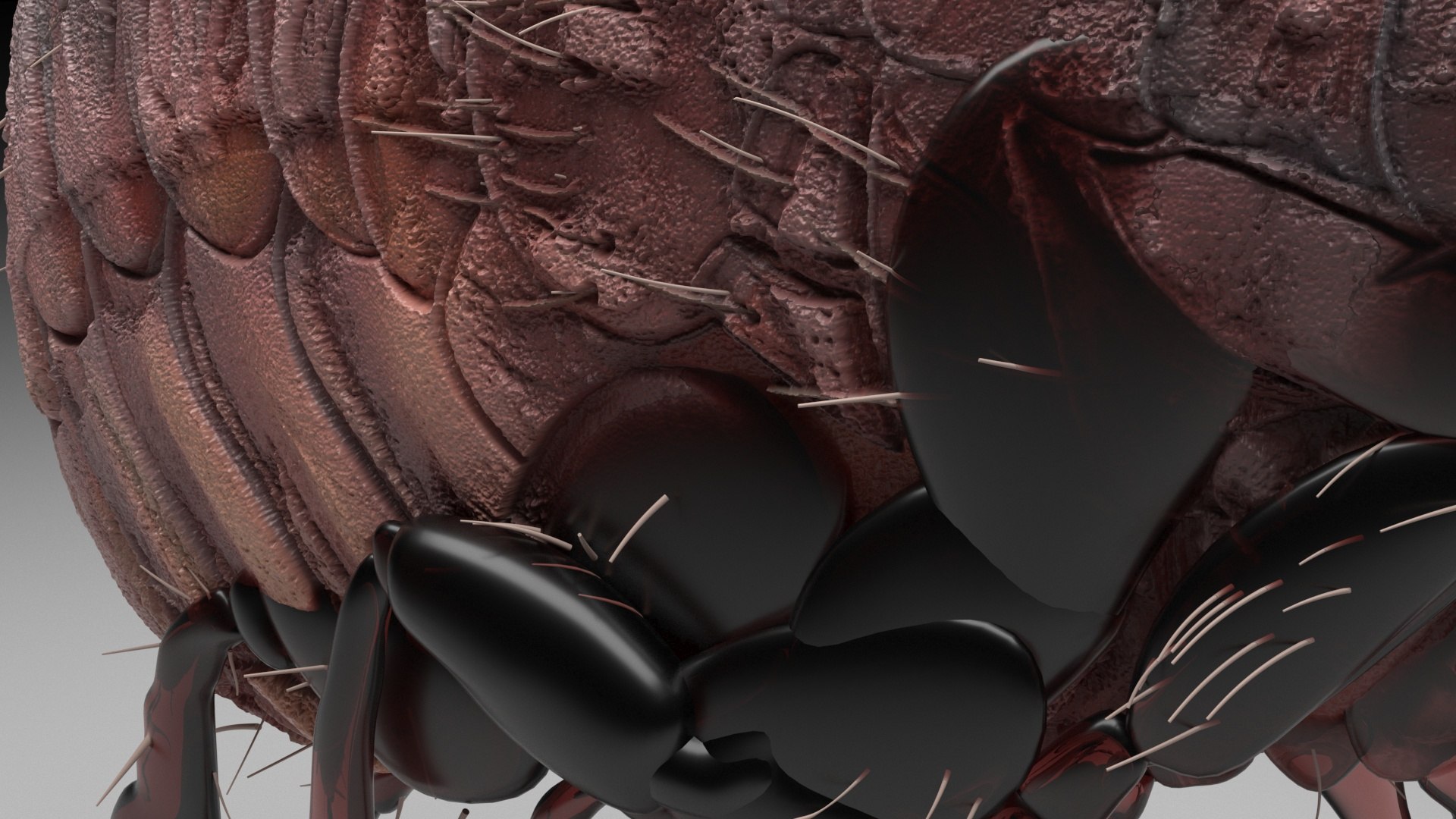 3D Jumping Flea Model - TurboSquid 1843714