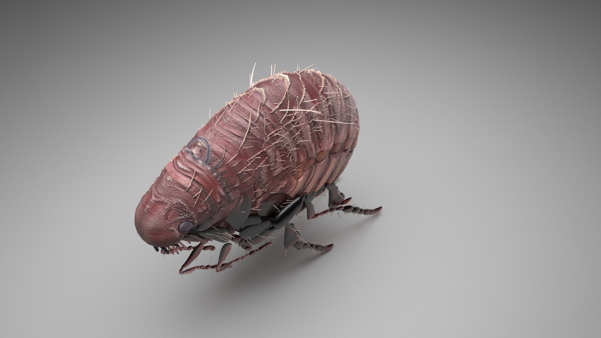 3D Jumping Flea Model - TurboSquid 1843714