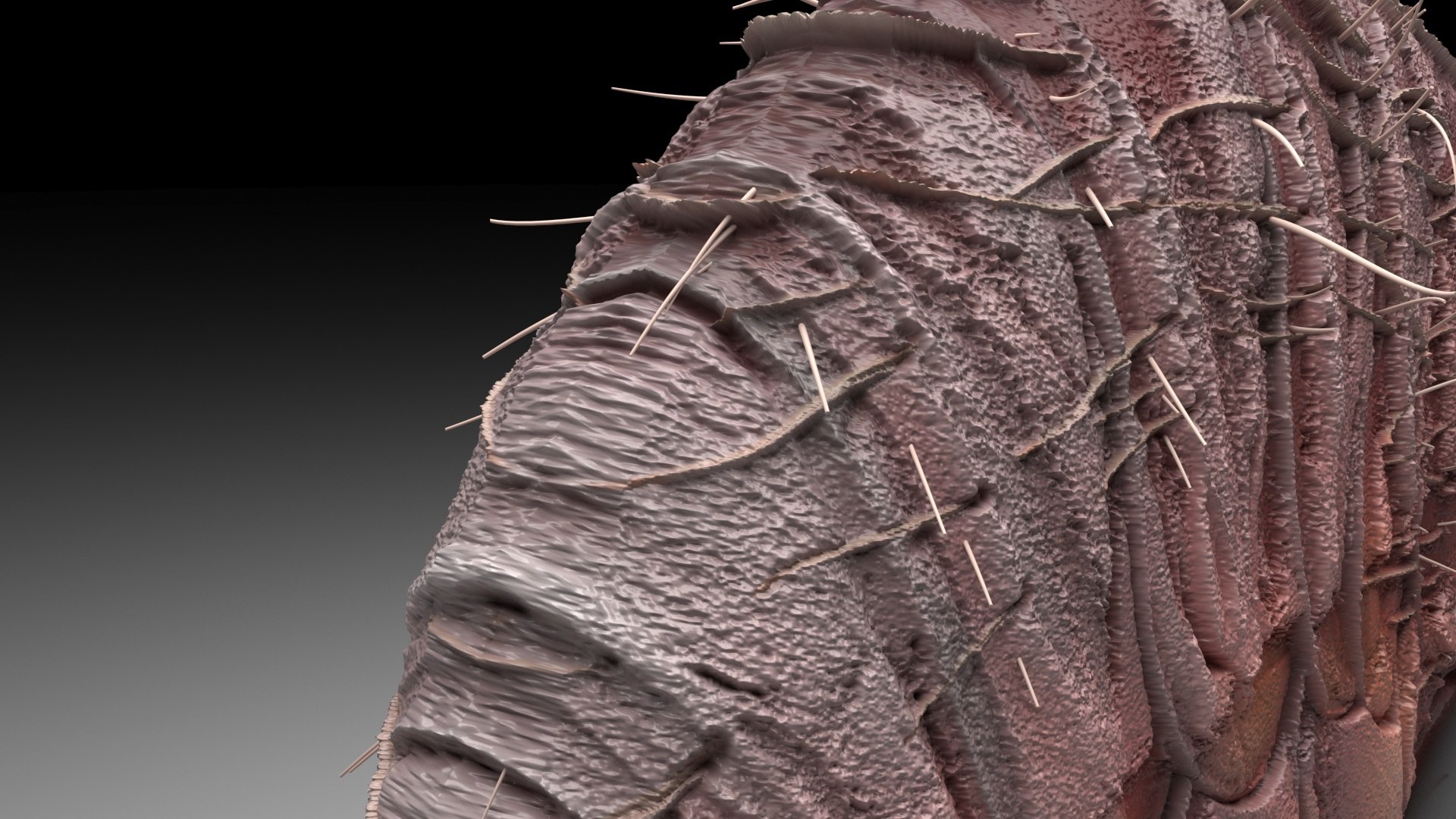 3D Jumping Flea Model - TurboSquid 1843714