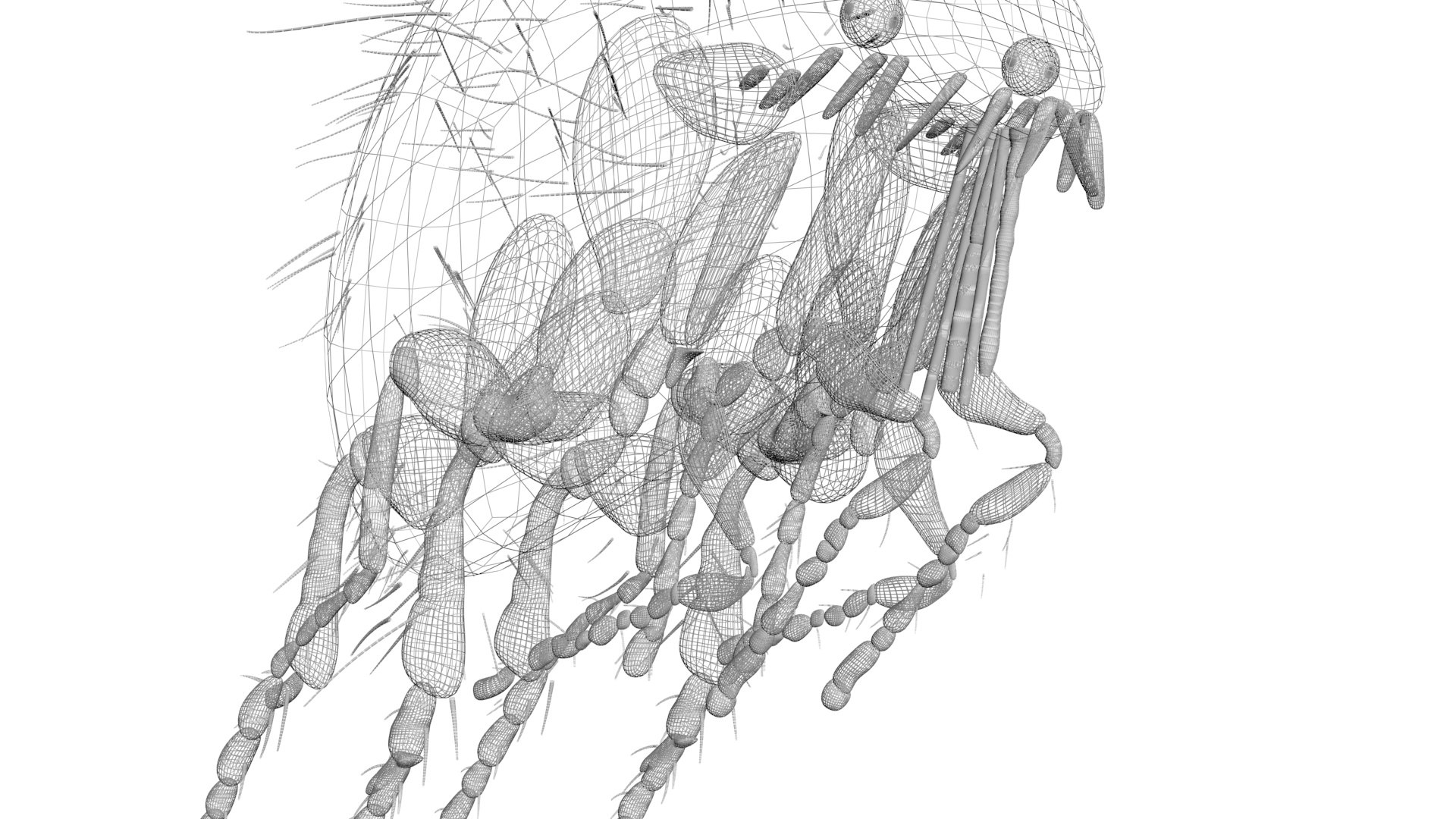 3D Jumping Flea model - TurboSquid 1843714