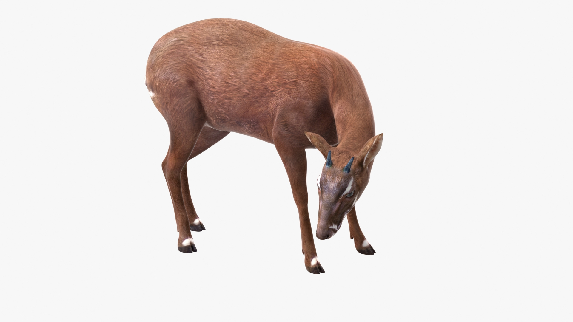 Saola Eating 3D - TurboSquid 2202800