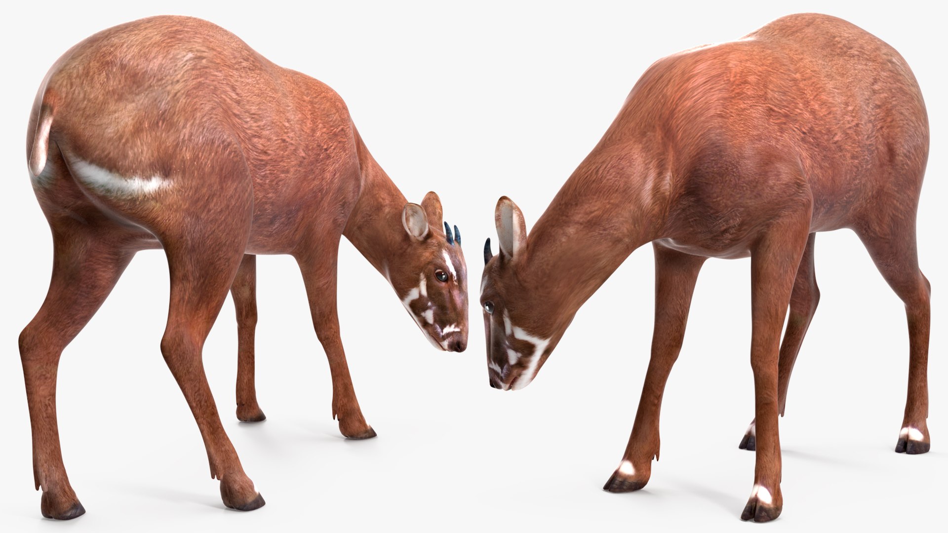 Saola Eating 3D - TurboSquid 2202800