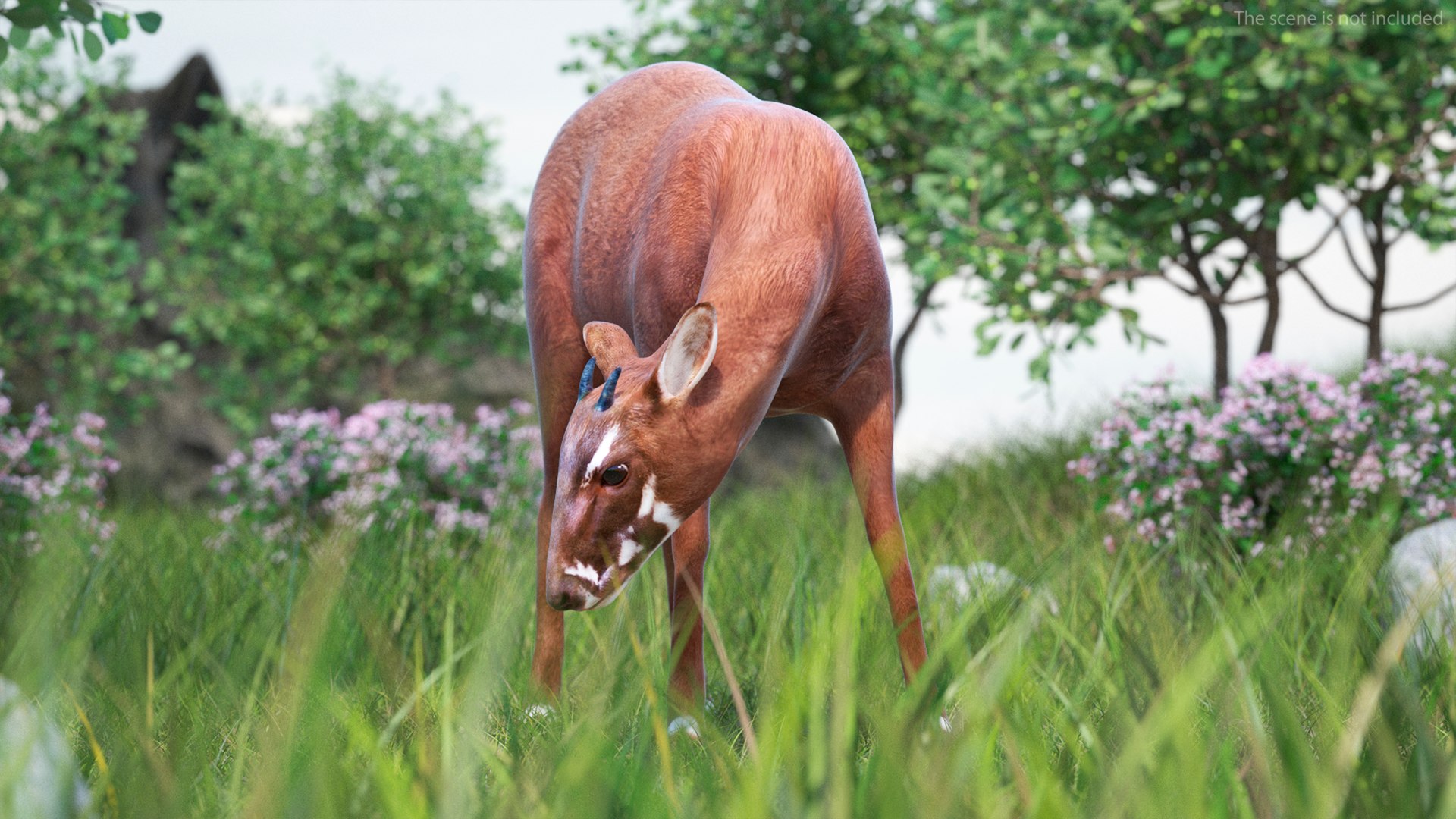 Saola Eating 3D - TurboSquid 2202800