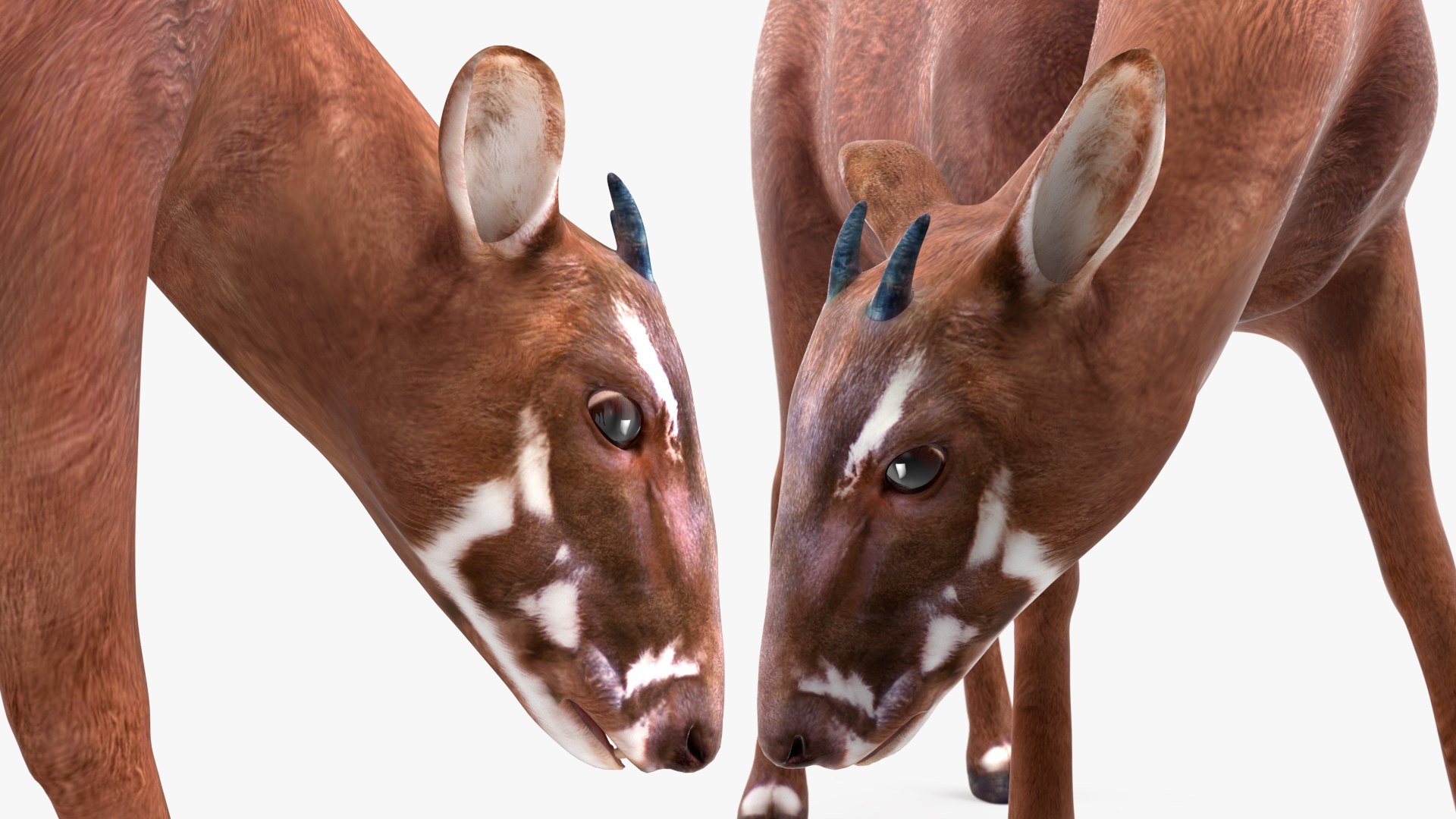Saola Eating 3D - TurboSquid 2202800