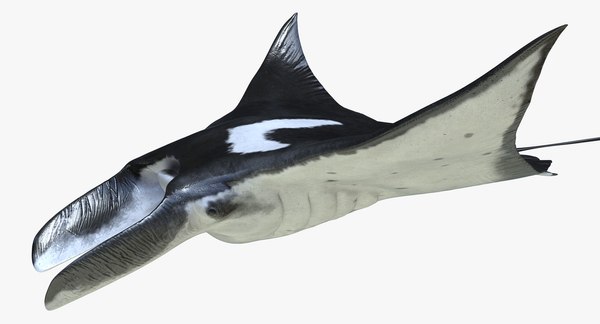modelo 3d Manta Ray Rigged para Maya - TurboSquid 1106080