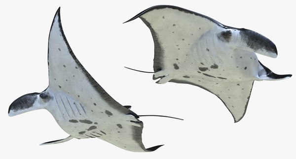 modelo 3d Manta Ray Rigged para Maya - TurboSquid 1106080