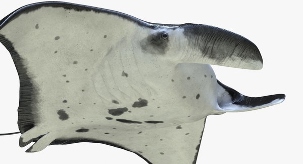 modelo 3d Manta Ray Rigged para Maya - TurboSquid 1106080