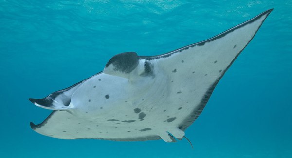 modelo 3d Manta Ray Rigged para Maya - TurboSquid 1106080