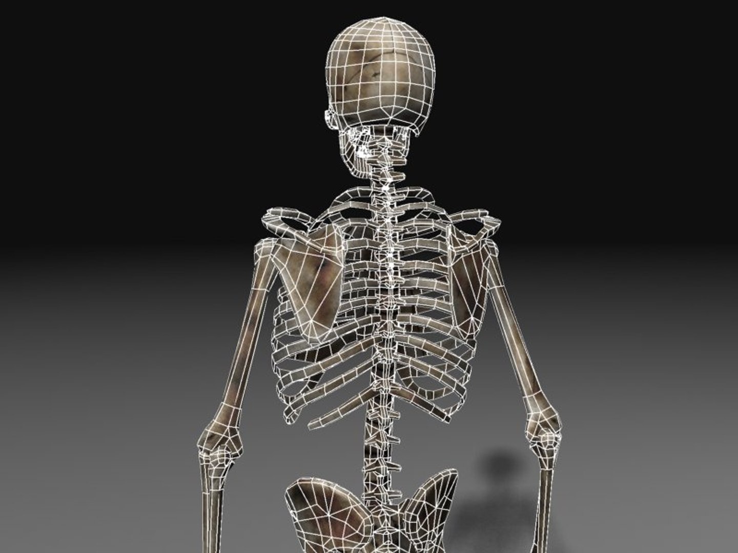 Human Skeleton 3d Model