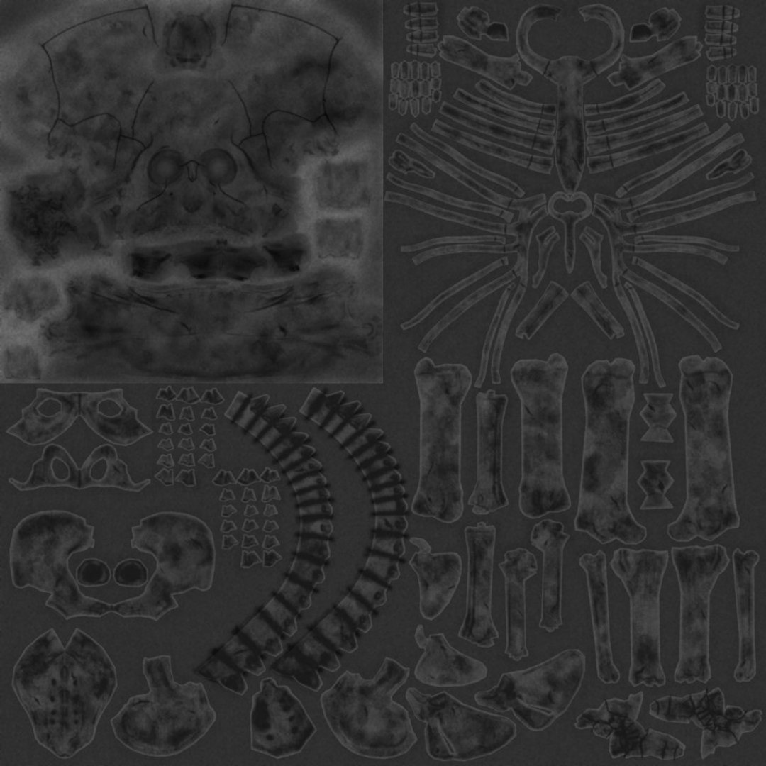 human skeleton 3d model