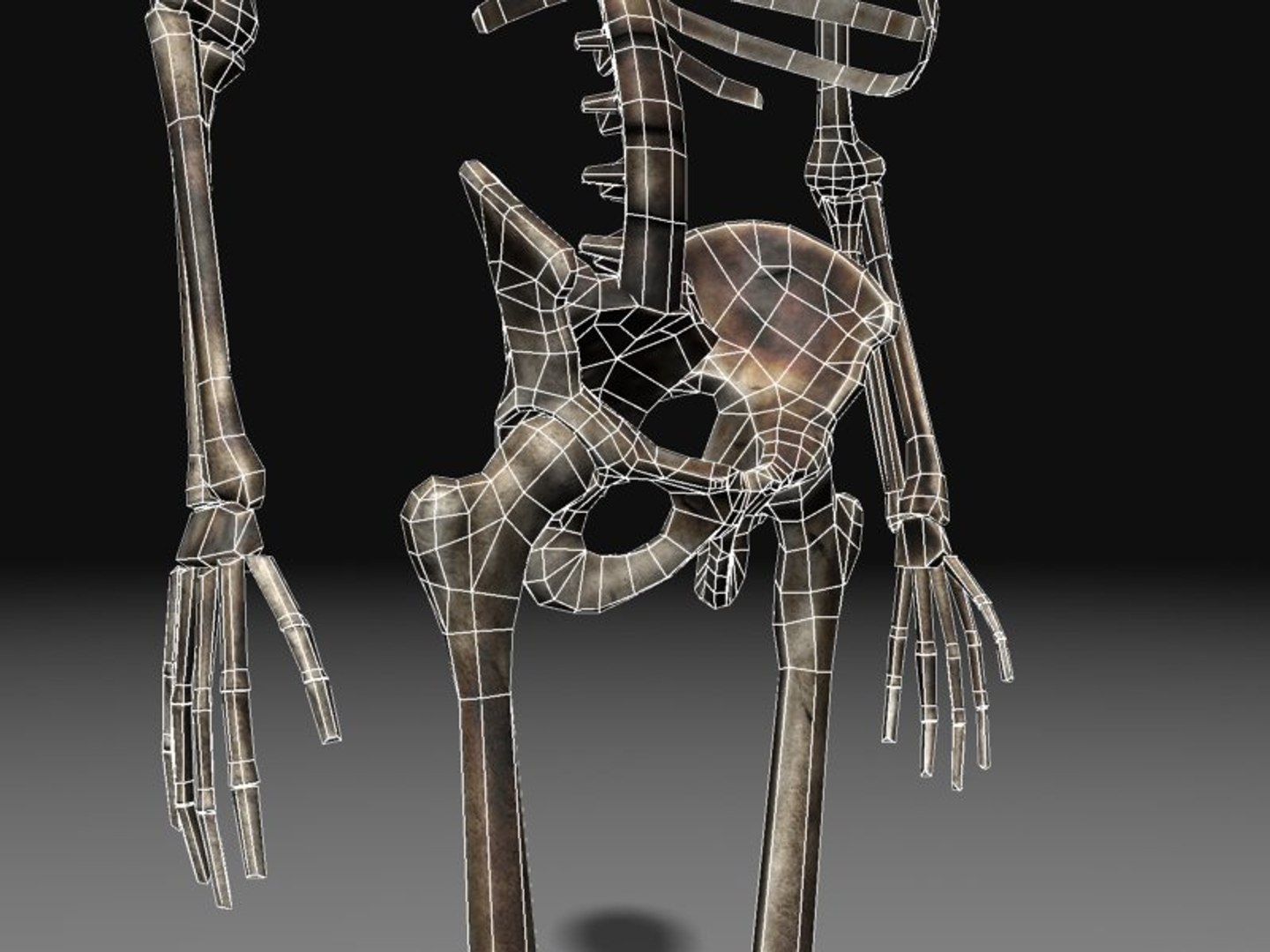 Human Skeleton 3d Model