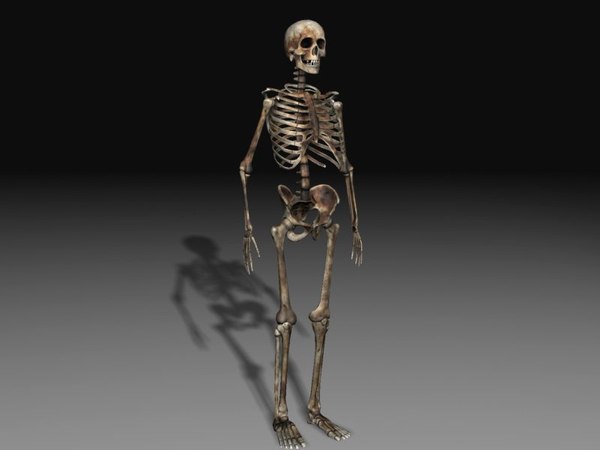 Free Human Skeleton 3D Models for Download | TurboSquid