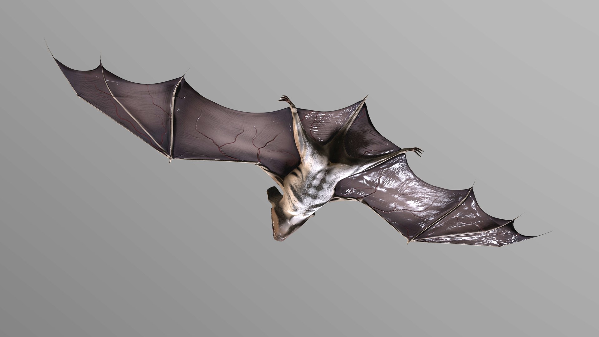 Bat Cloth Wings 3D Model - TurboSquid 1372985