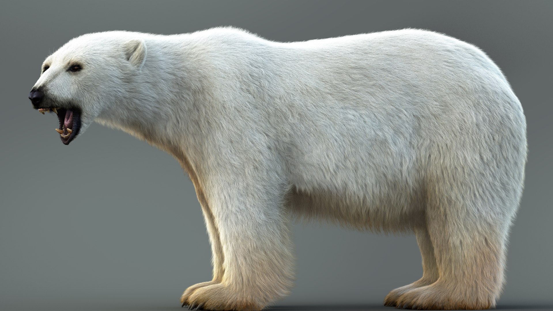 Polar Bear XGEN-CORE 3D Model - TurboSquid 2095361