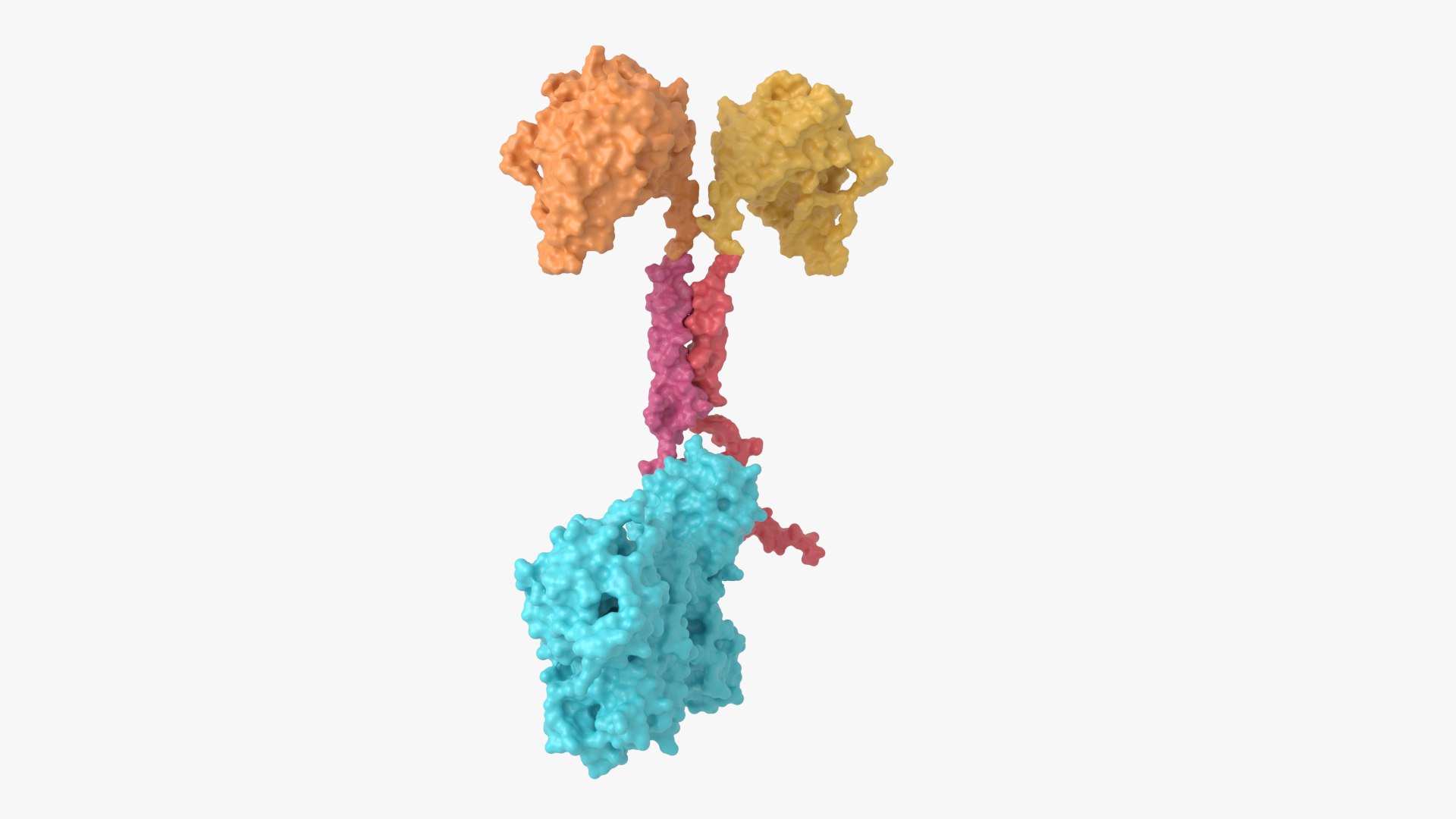 CAR T-cell receptor model - TurboSquid 2151625
