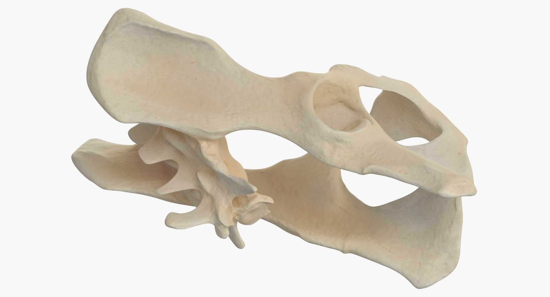 3D South American Coati Nasua Nasua Pelvis and Sacrum Bones 01 ...