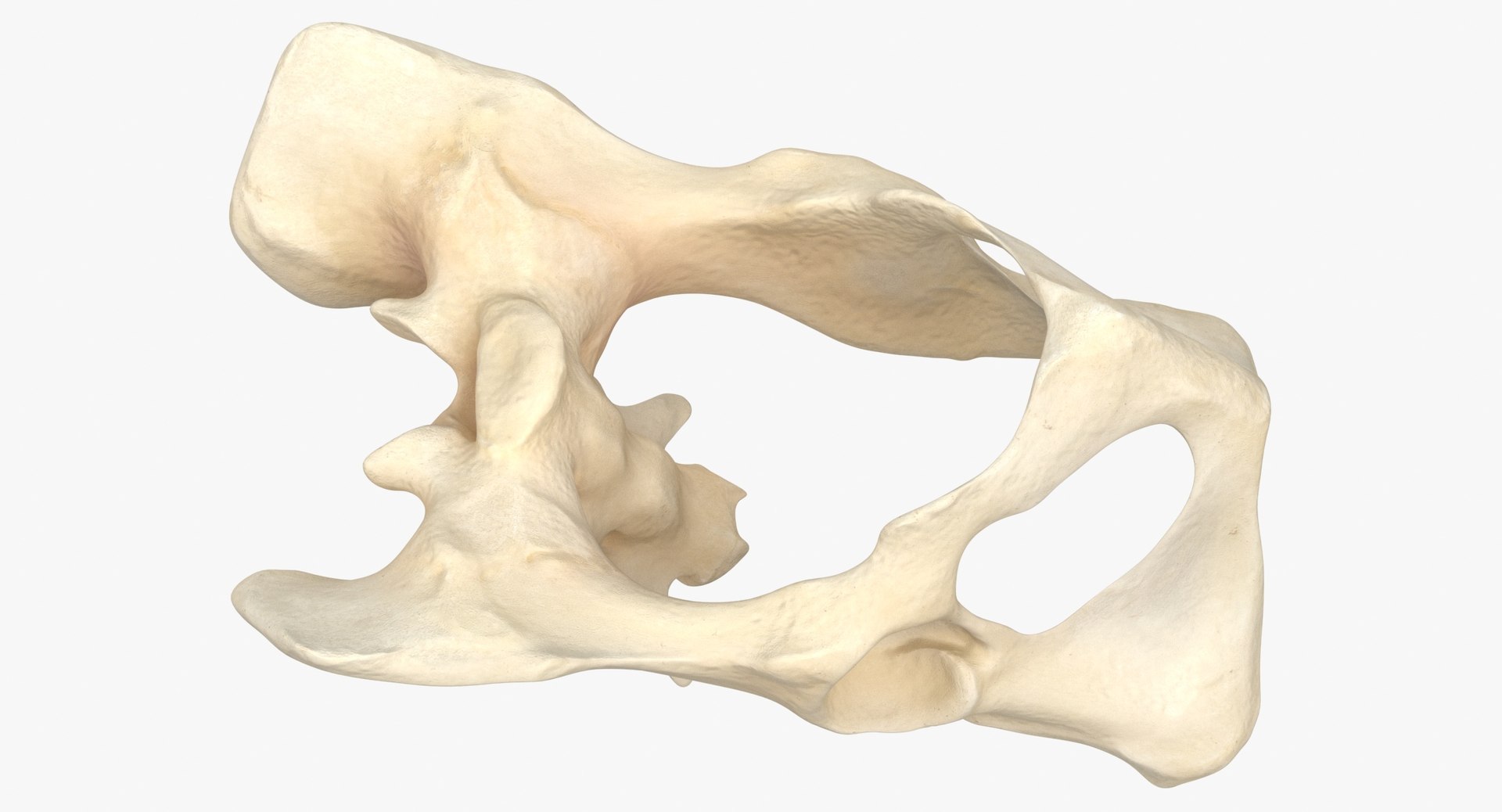 3D South American Coati Nasua Nasua Pelvis and Sacrum Bones 01 ...