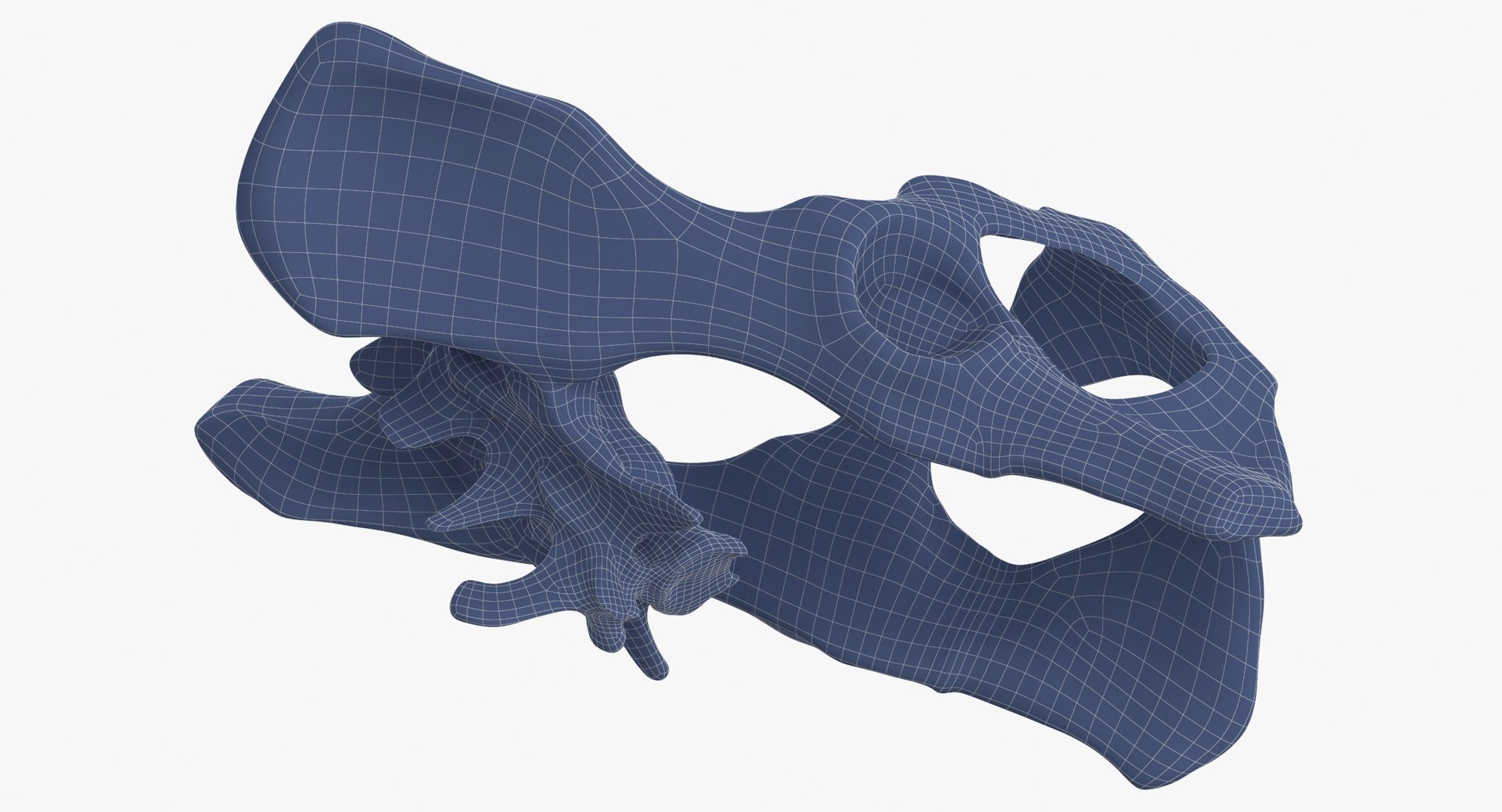 3D South American Coati Nasua Nasua Pelvis and Sacrum Bones 01 ...