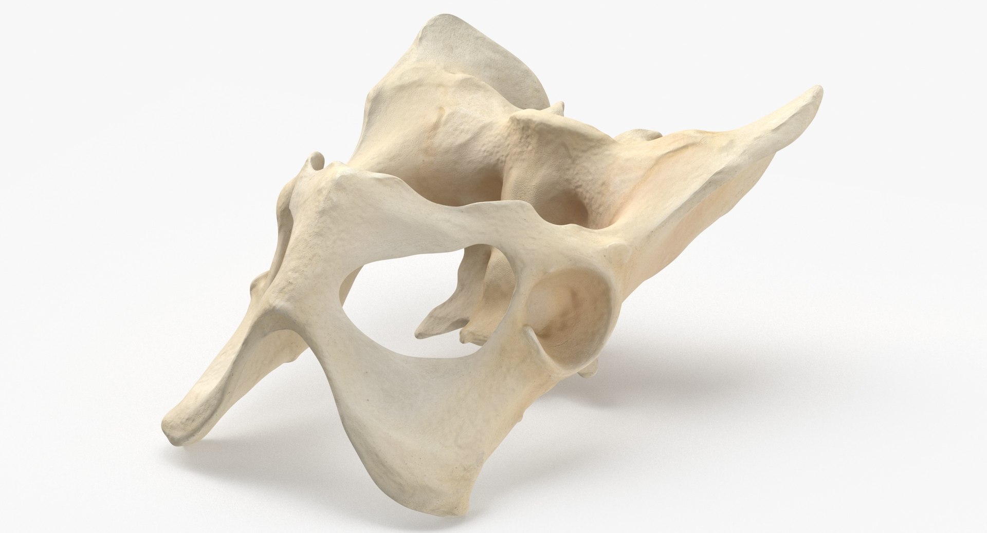 3D South American Coati Nasua Nasua Pelvis and Sacrum Bones 01 ...