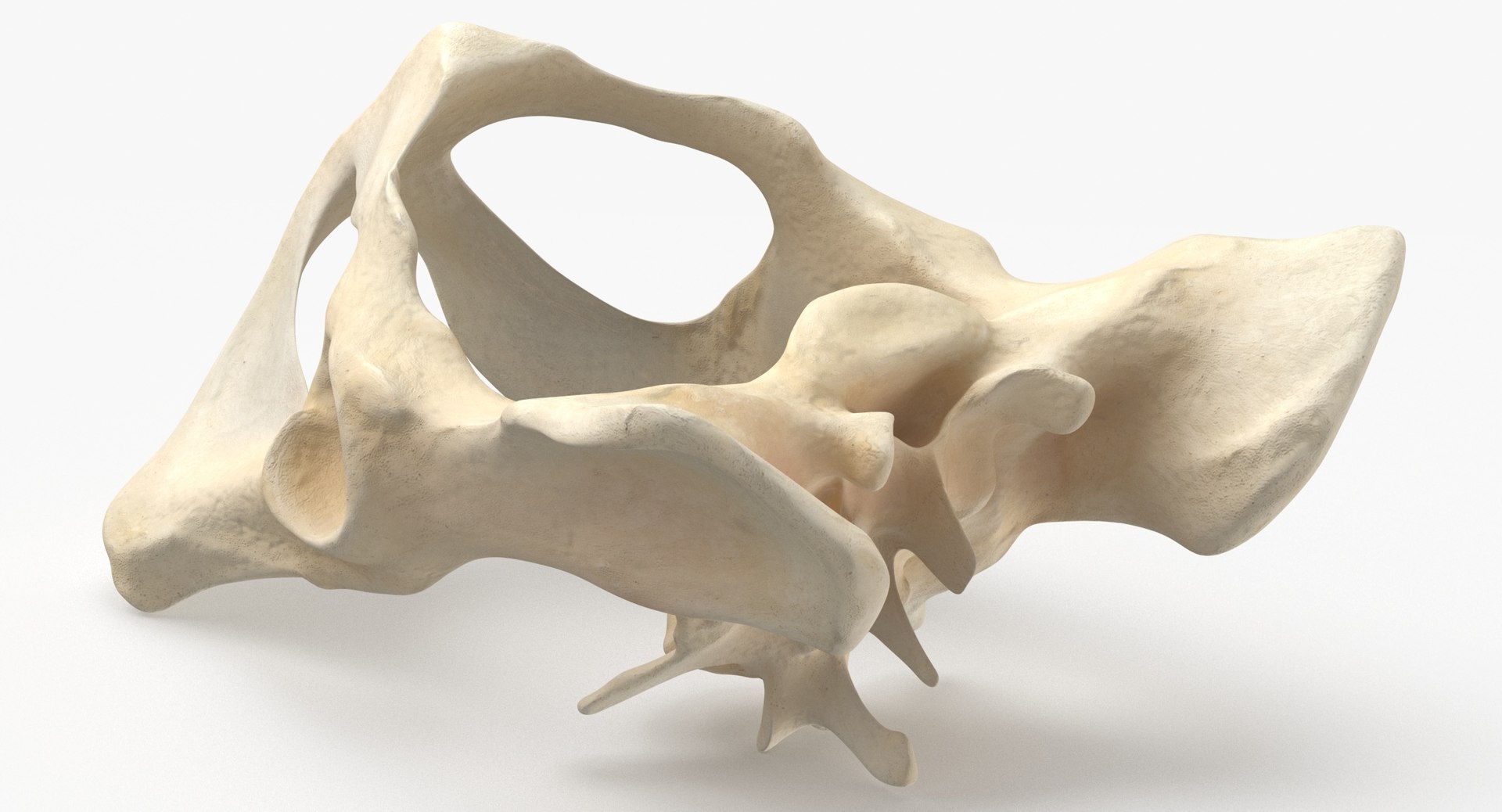 3D South American Coati Nasua Nasua Pelvis and Sacrum Bones 01 ...