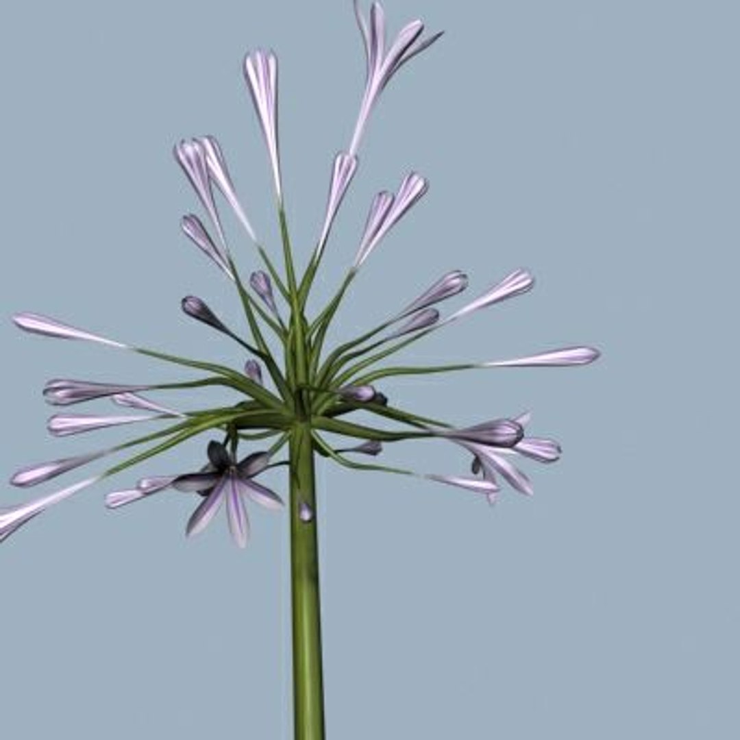 Realistic Flower Animation Open 3d 3ds