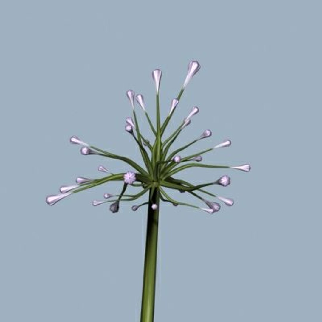 Realistic Flower Animation Open 3d 3ds