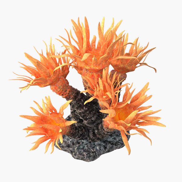 Coral Reef 3D Models for Download | TurboSquid