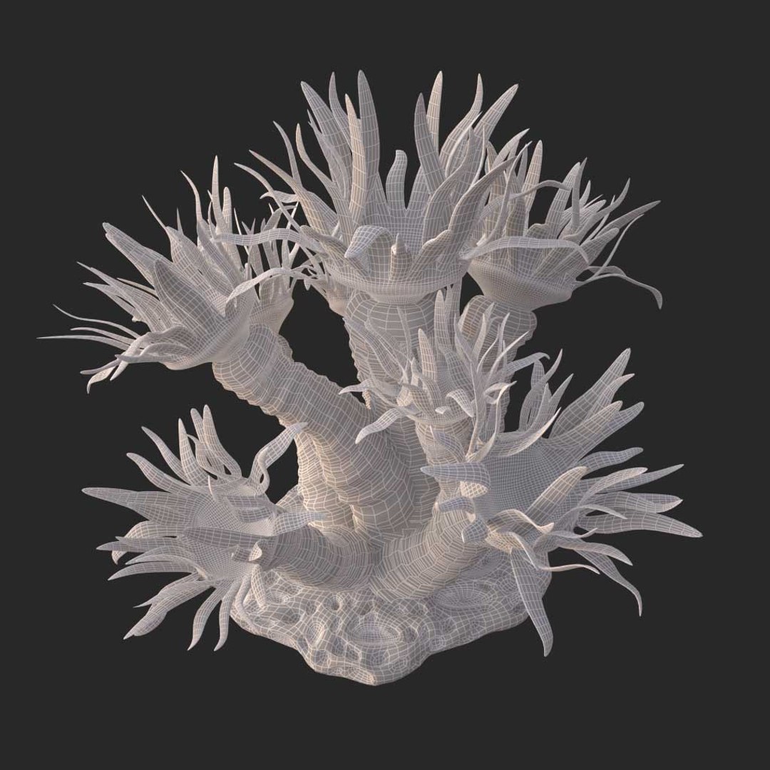Sun Coral Model - TurboSquid 1241499