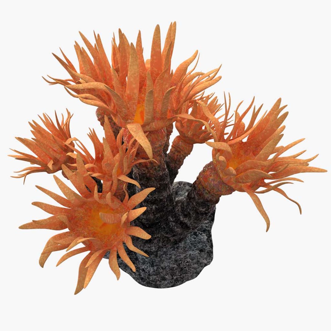 Sun Coral Model - TurboSquid 1241499